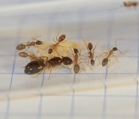10 Amazing Facts About Queen Ants