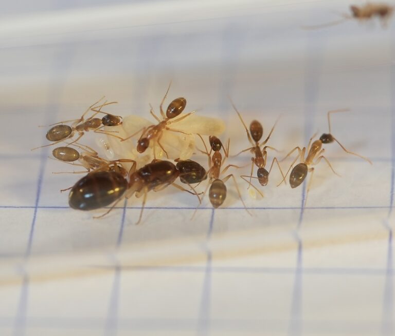 10 Amazing Facts About Queen Ants