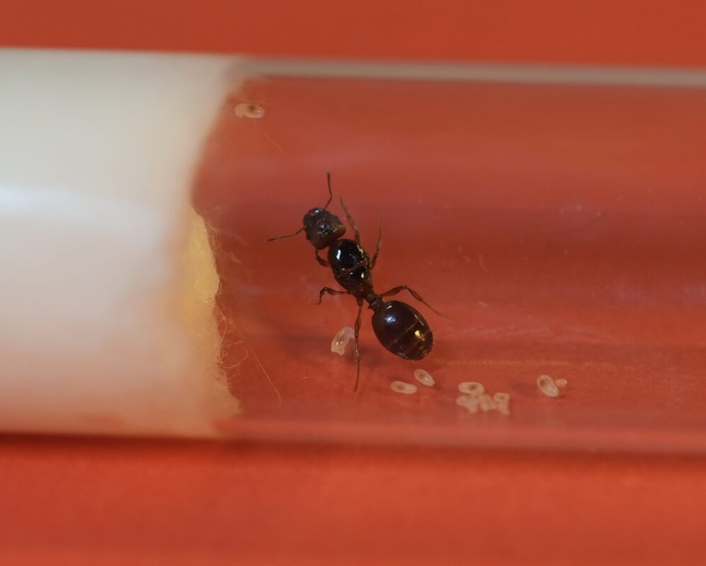 Beginner Queen Starter Package - Ant / Equipment / Food