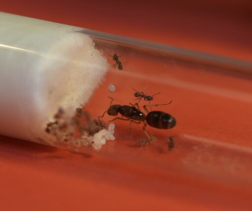 Beginner Queen Starter Package - Ant / Equipment / Food