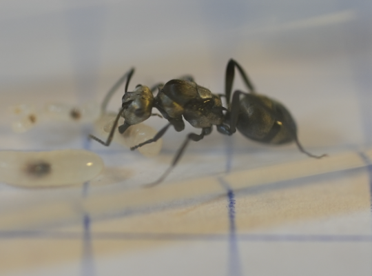 10 Amazing Facts About Queen Ants
