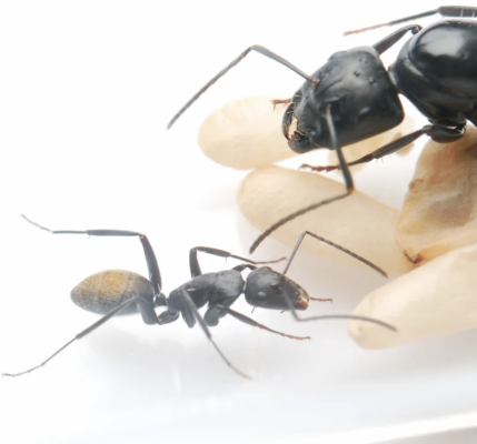 10 Amazing Facts About Queen Ants