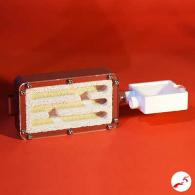 Queen Ants and Ant Equipment for Sale - Shop Now at Antastic