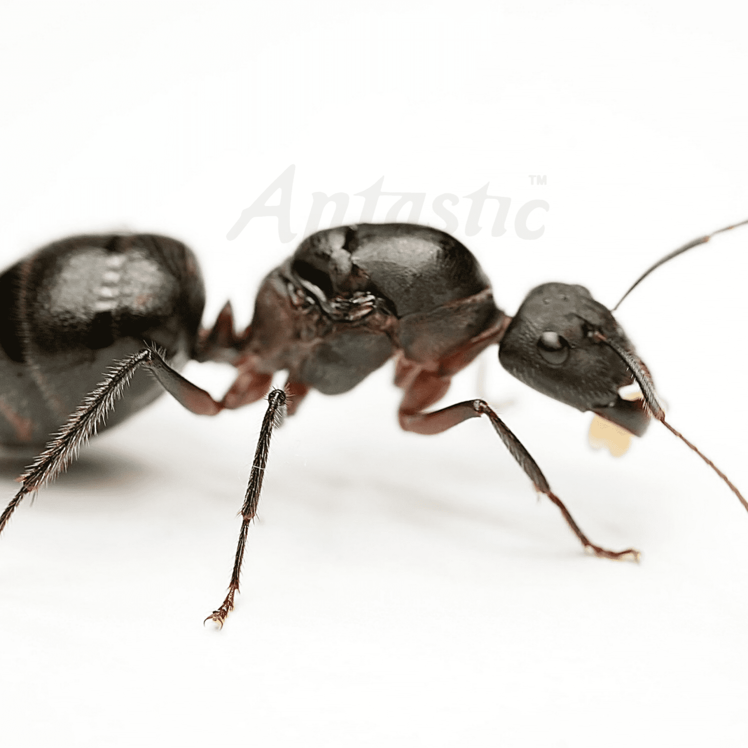 Camponotus Intrepidus Queen - Giant Sugar Ant - Buy Now