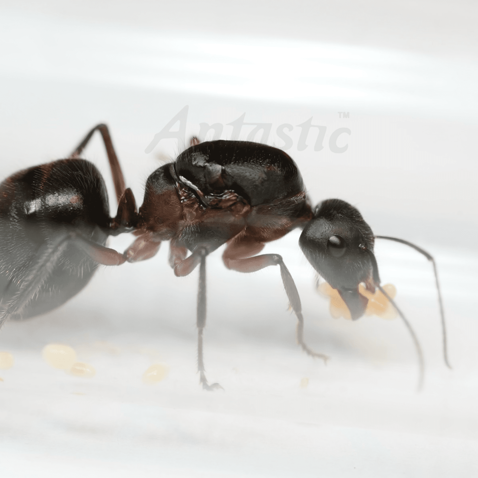 Buy Live Queen Ant Farms + all Equipment: Arrive Alive Guarantee