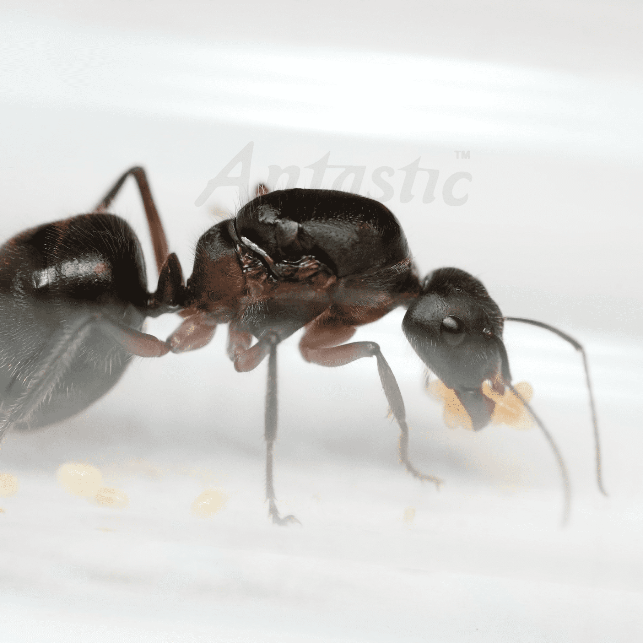 Buy Live Queen Ant Farms + all Equipment: Arrive Alive Guarantee