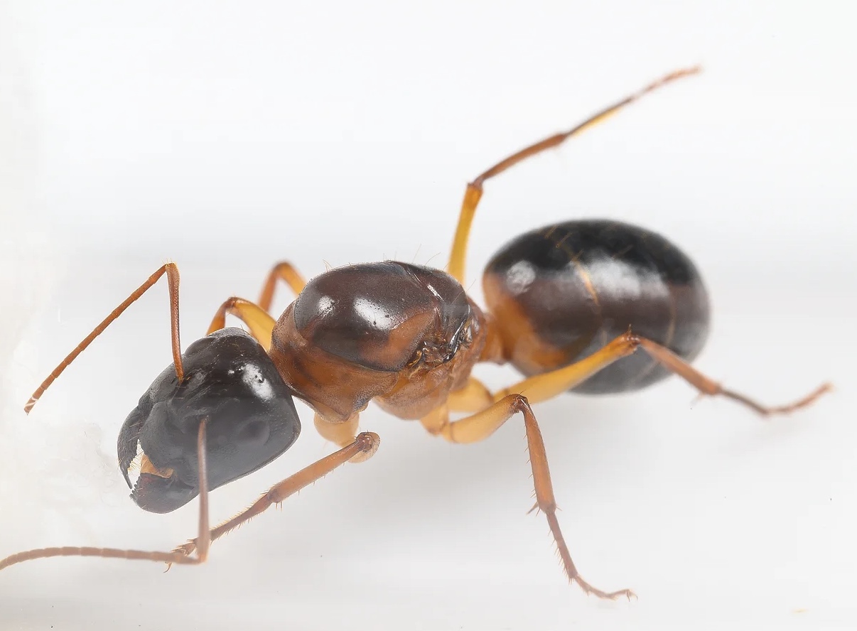 Queen Ants For Sale