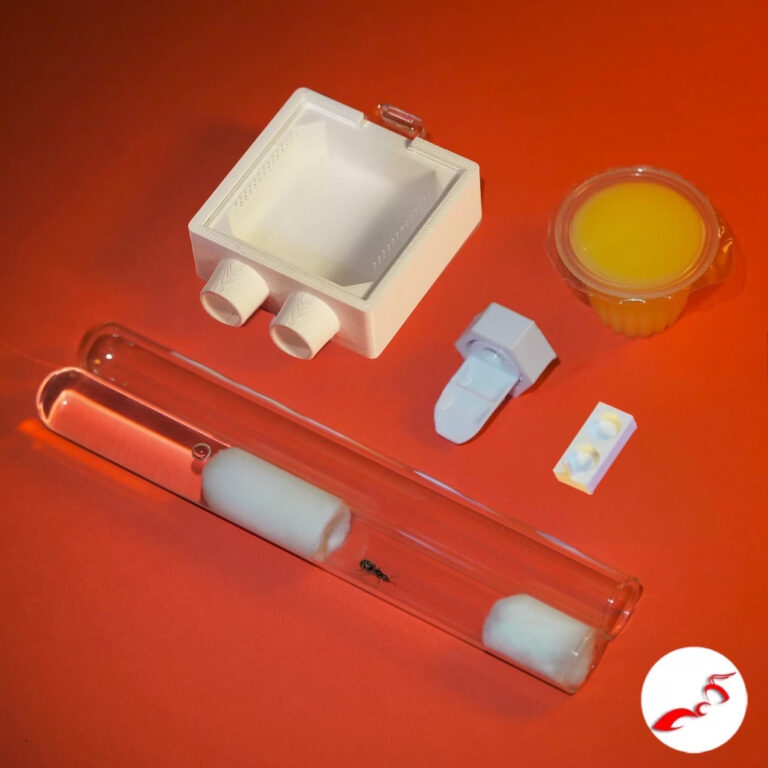 Beginner Queen Starter Package - Ant / Equipment / Food