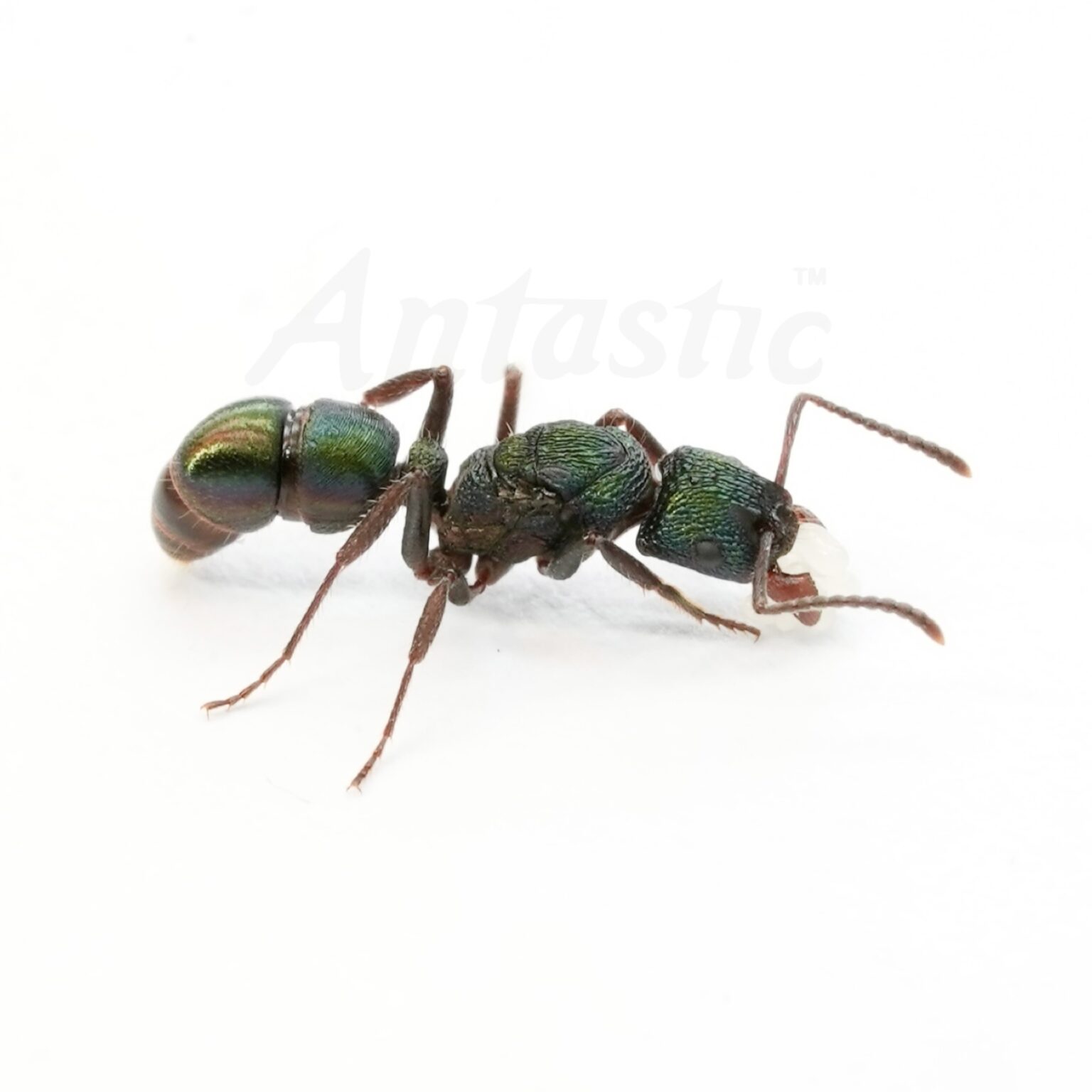 Buy Live Queen Ant Farms + all Equipment: Arrive Alive Guarantee