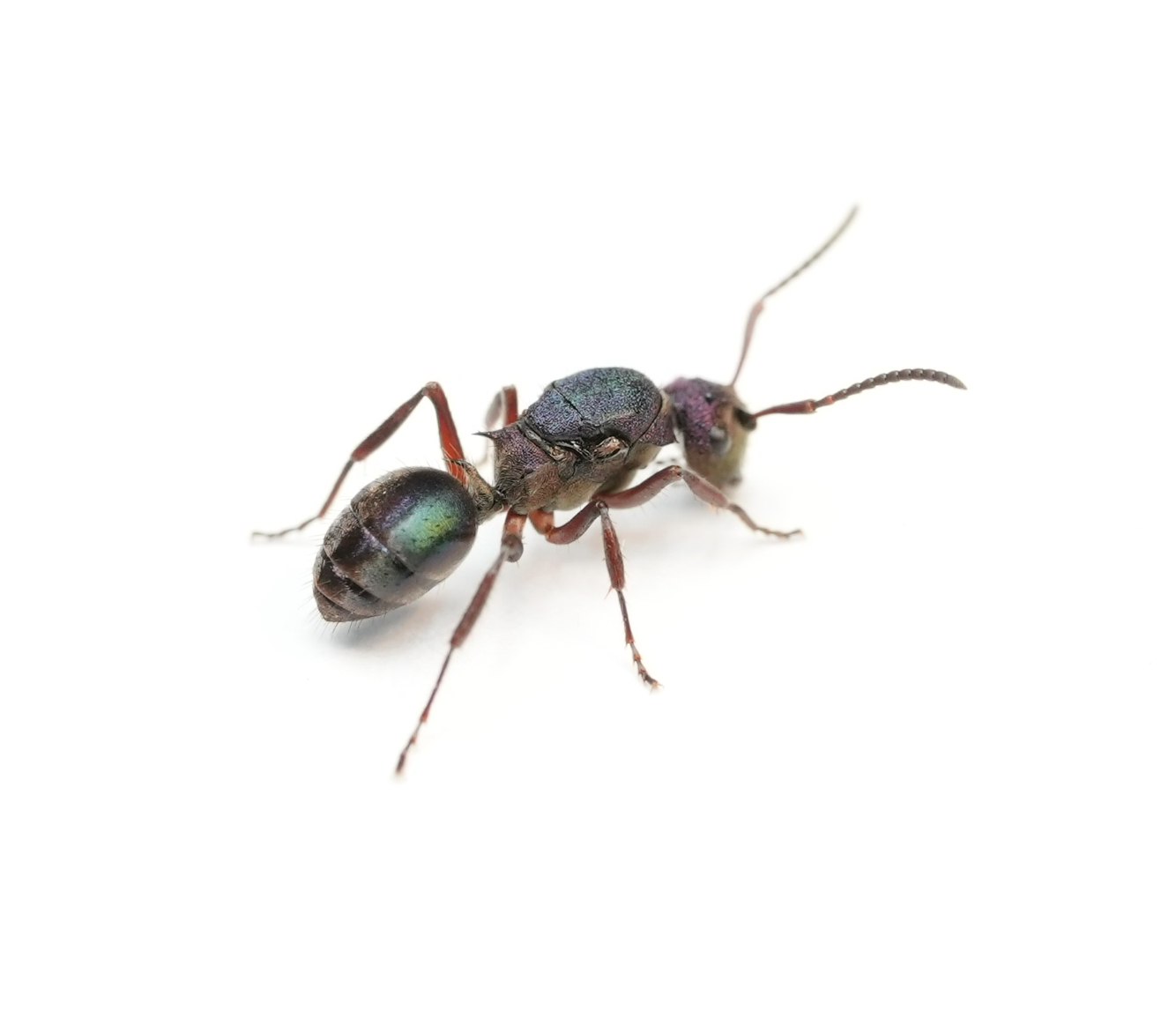 Buy Green Headed Ant Queen Rhytidoponera Metallica, For Sale