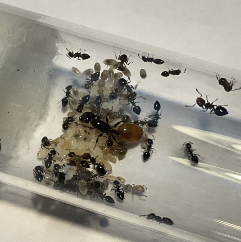 Mini Queen Ant Starter Kit - Ant / Equipment / Food