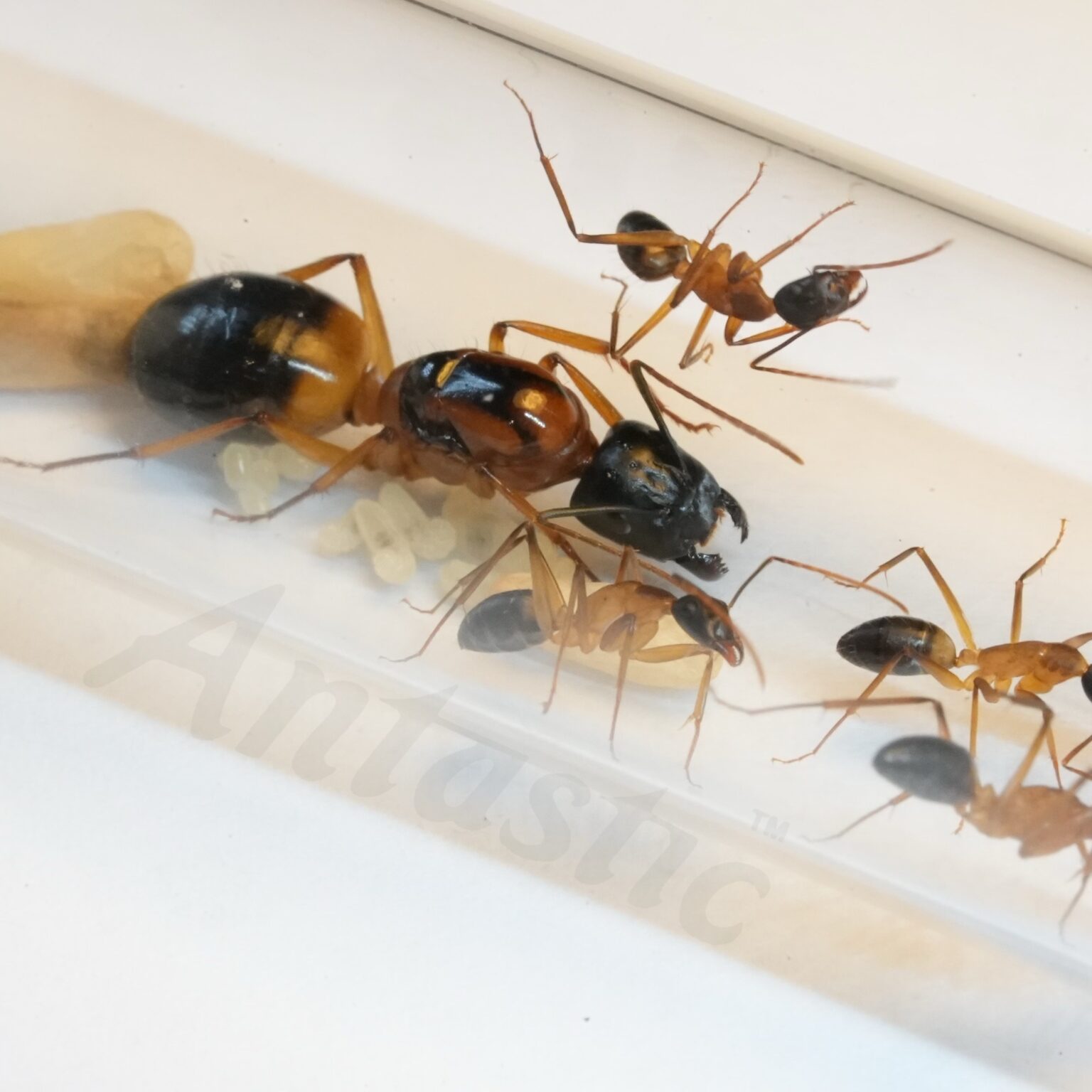 Medium Size Queen Ants with Eggs / Brood - Buy from Antastic