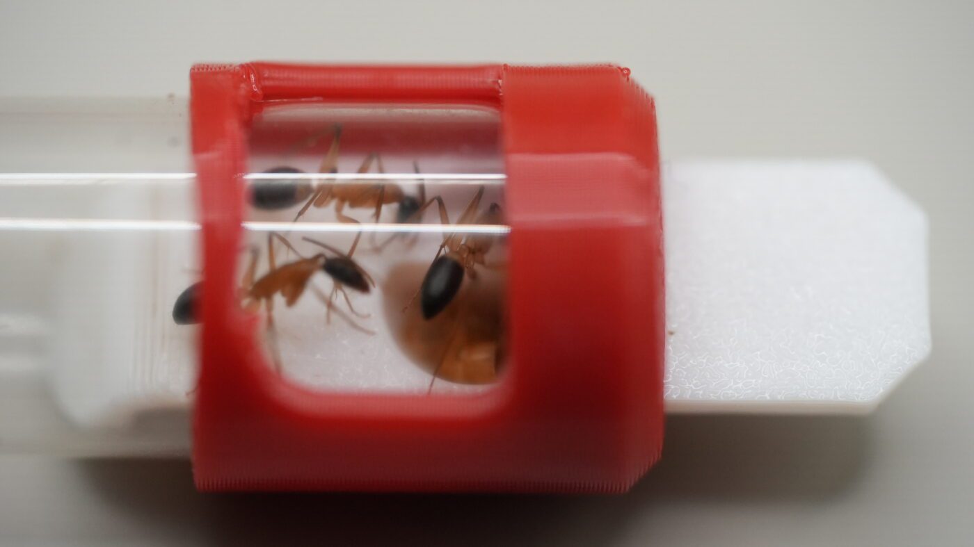 Sliding Ant Feeder Tray, Test Tube Cap - 16mm