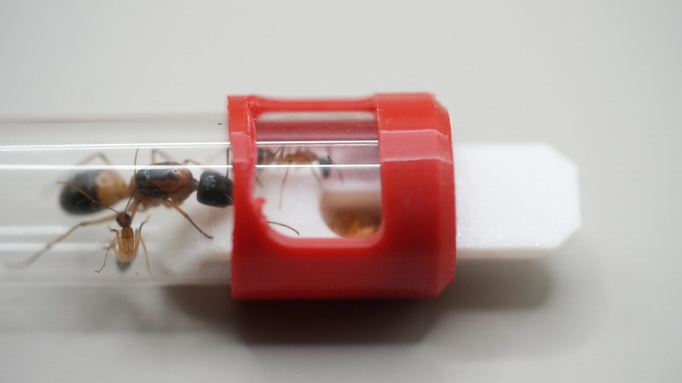 Sliding Ant Feeder Tray, Test Tube Cap - 16mm