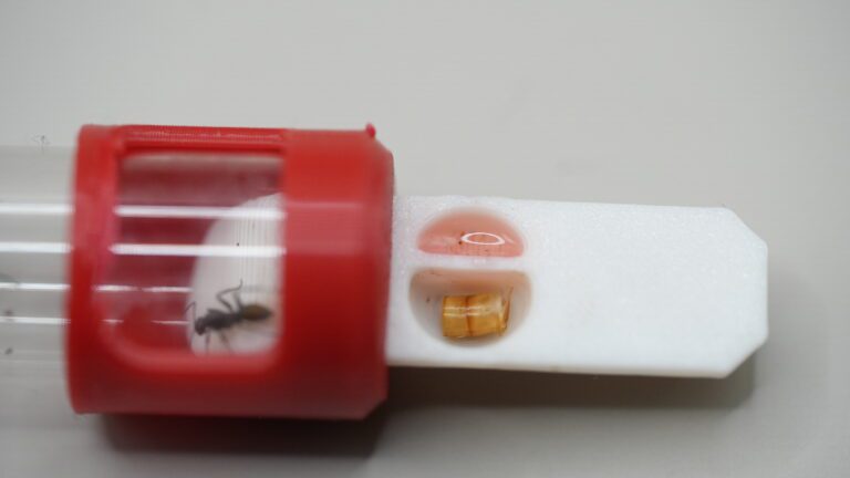 Sliding Ant Feeder Tray, Test Tube Cap - 16mm