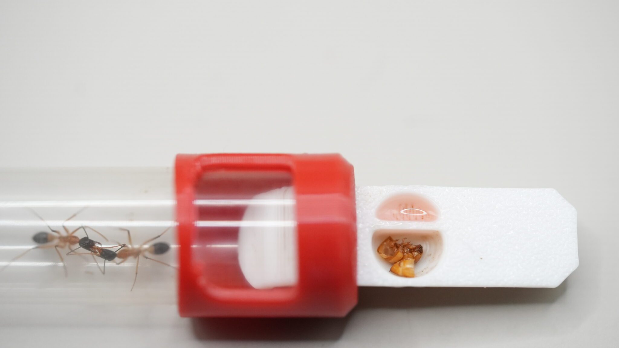 Sliding Ant Feeder Tray, Test Tube Cap - 16mm