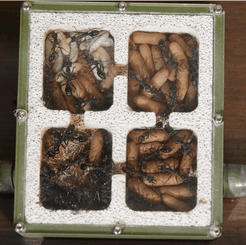 Colony 150+ Myrmecia Pyriformis Queen Ant (Giant Bull)