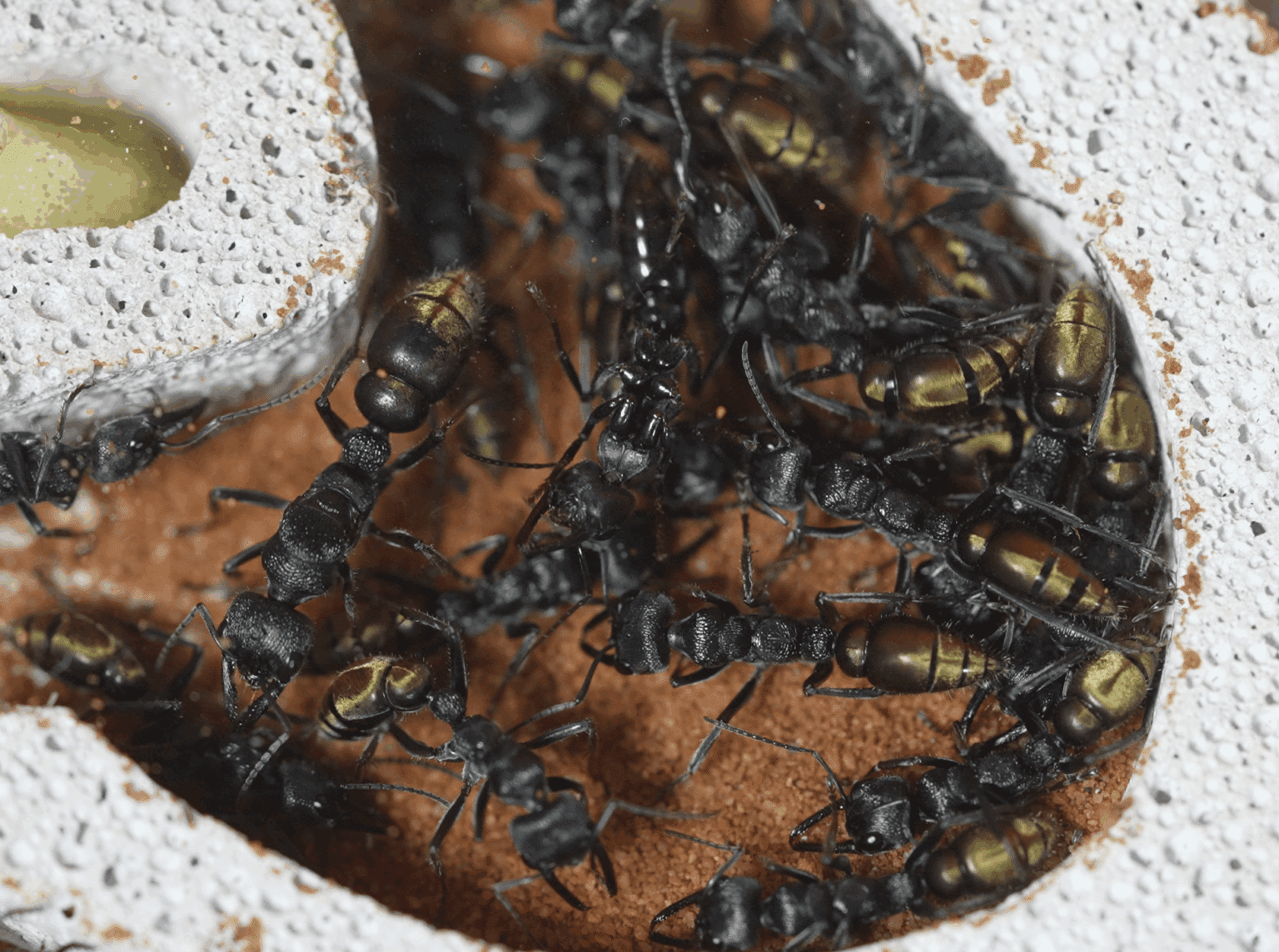 Colony Myrmecia Piliventris (Golden-Tailed Bull Ant) Queen Ant