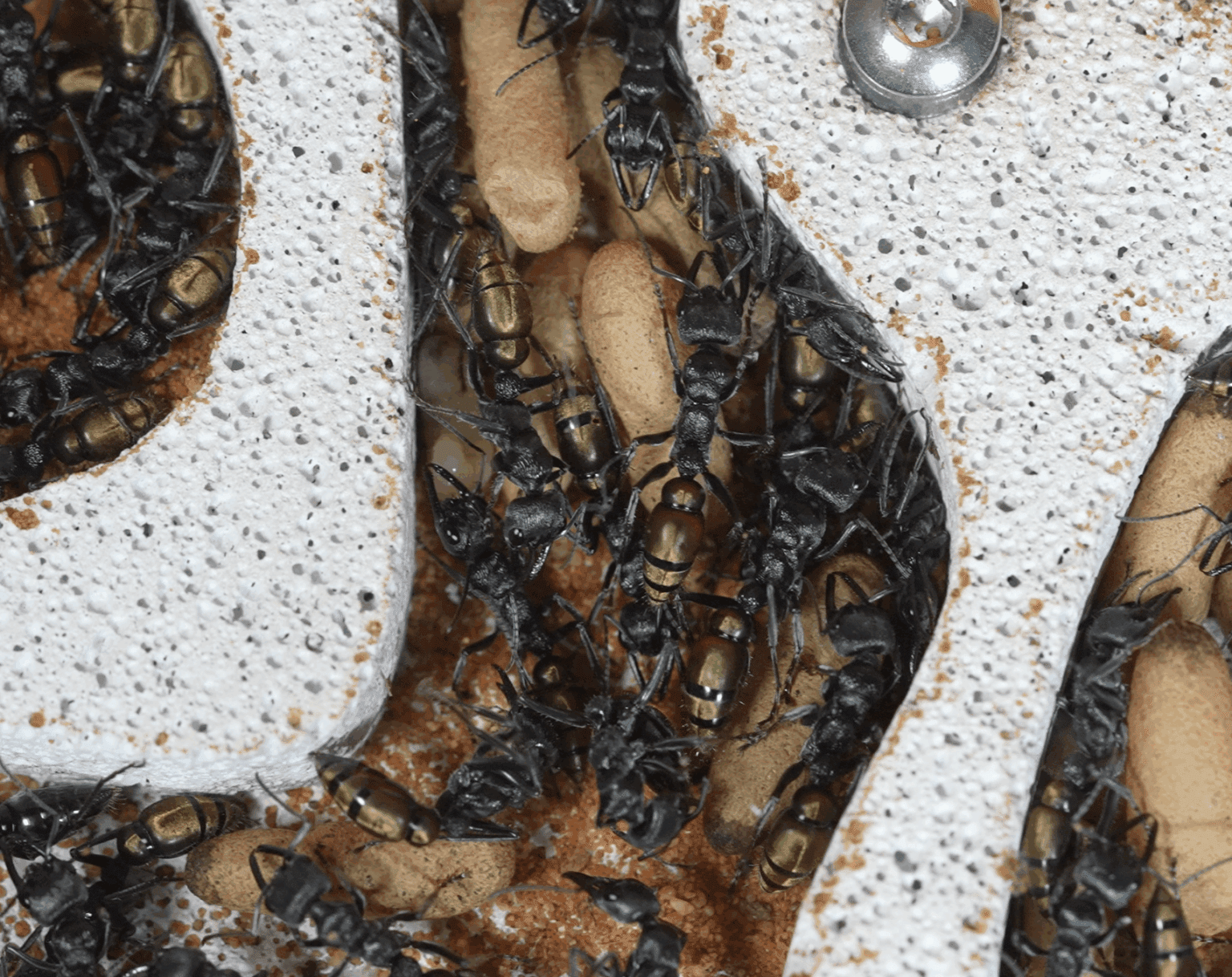 Colony Myrmecia Piliventris (Golden-Tailed Bull Ant) Queen Ant