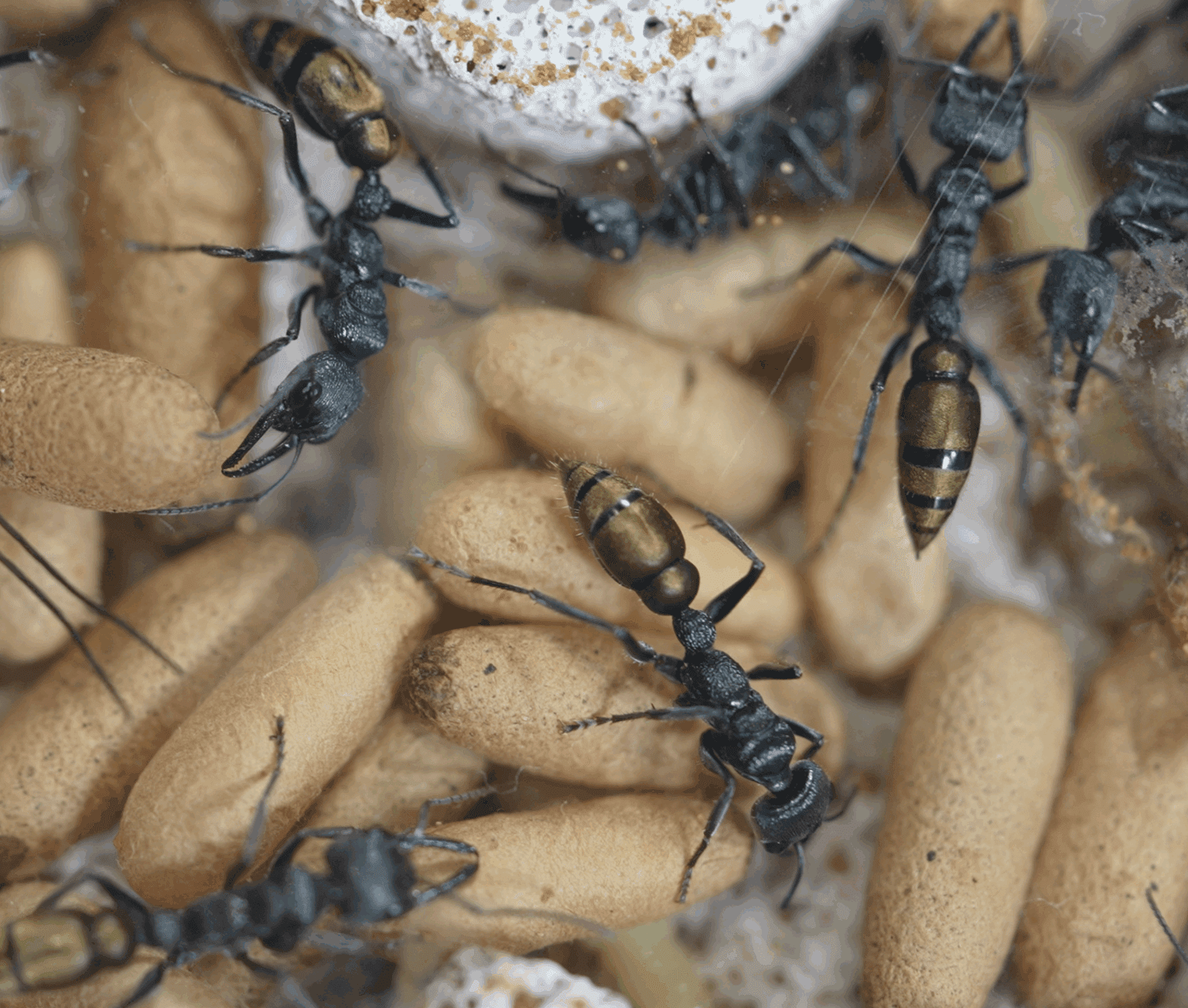 Colony Myrmecia Piliventris (Golden-Tailed Bull Ant) Queen Ant