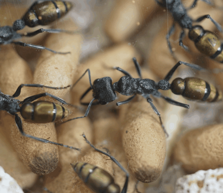 Colony Myrmecia Piliventris (Golden-Tailed Bull Ant) Queen Ant