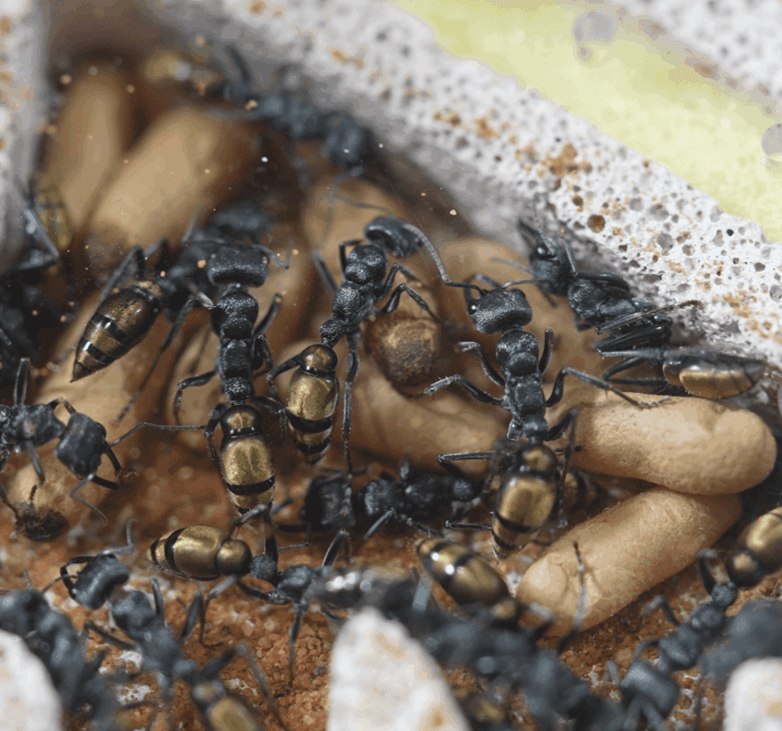 Colony Myrmecia Piliventris (Golden-Tailed Bull Ant) Queen Ant