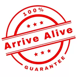 Buy Live Queen Ant Farms + all Equipment: Arrive Alive Guarantee